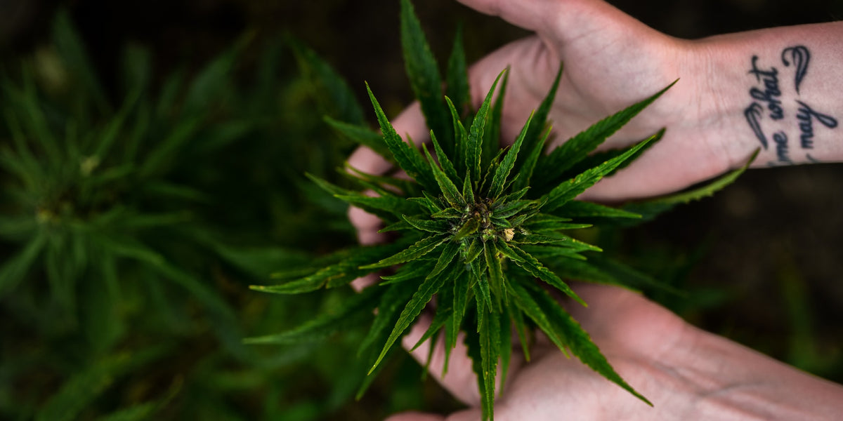 Delta-8 THC in the US: A Star in the Cannabis Industry — Happi